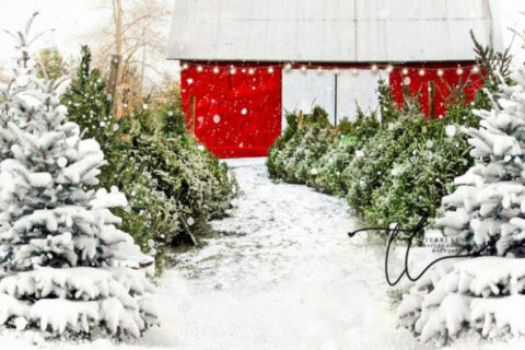 Starting A Christmas Tree Farm